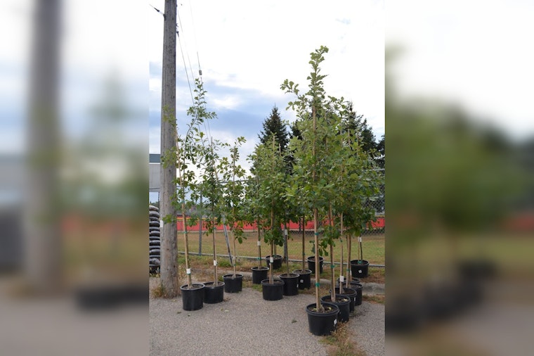 Eden Prairie Arbor Day Tree Sale: Green Your Yard with Affordable