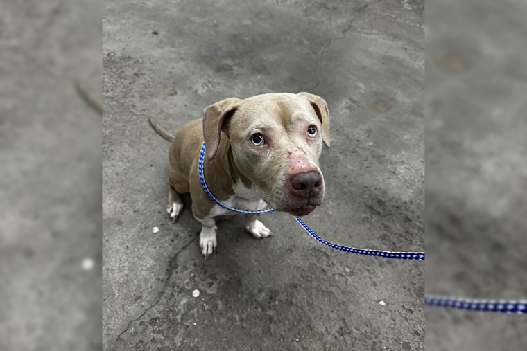 Gahanna Police Reunite Adventurous Dog with Family After Escapade at