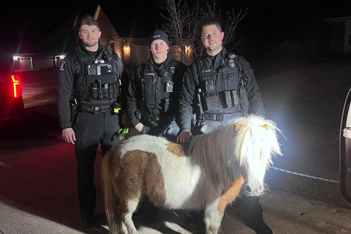 Miniature Horse Rescued by Brownstown Township Police After St.