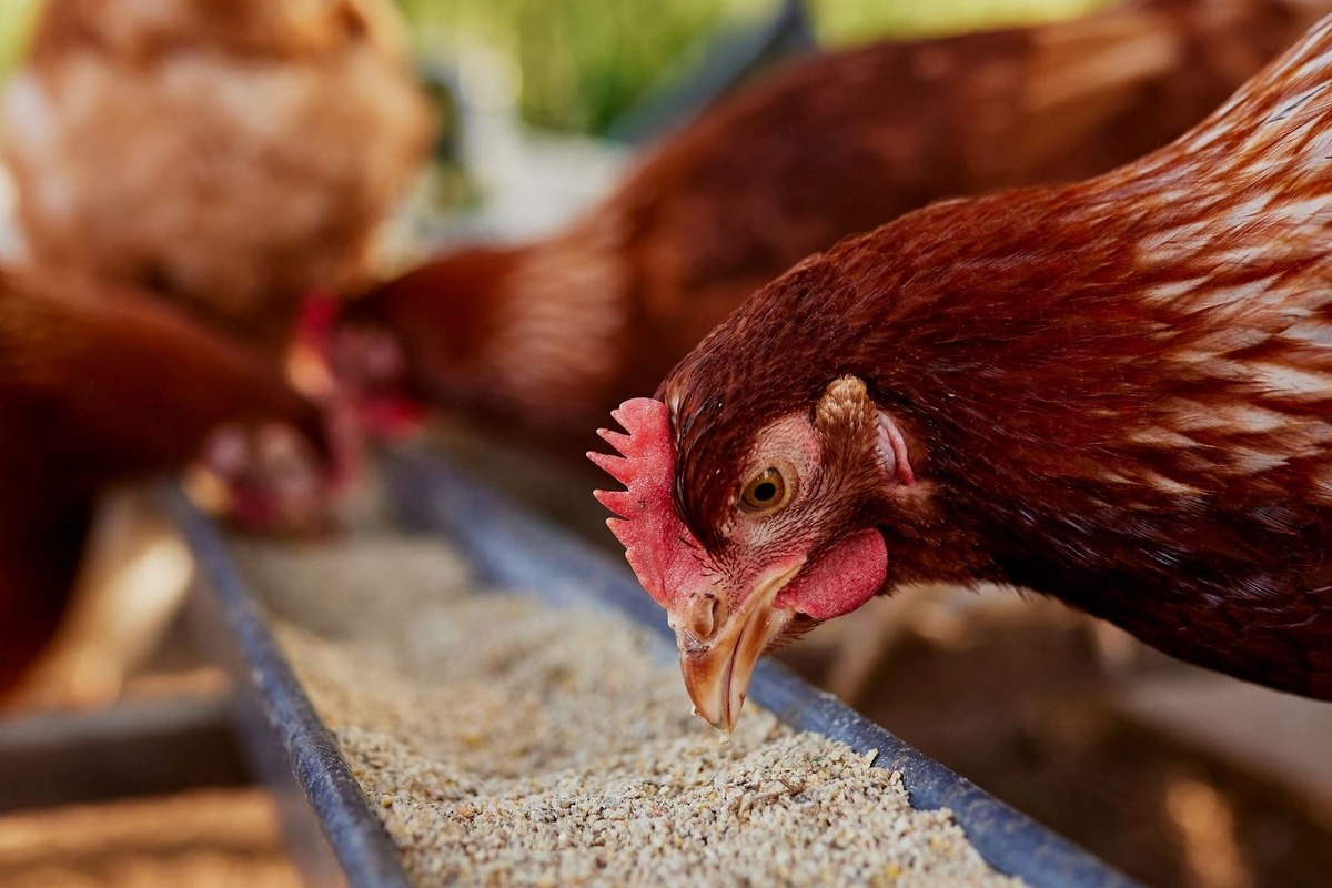 Minnesota Poultry Owners Stress Importance of Biosecurity to Thwart