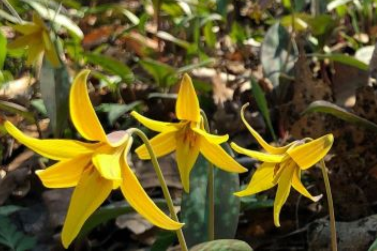 ODNR Unveils Weekly Spring Wildflower Bloom Reports to Celebrate