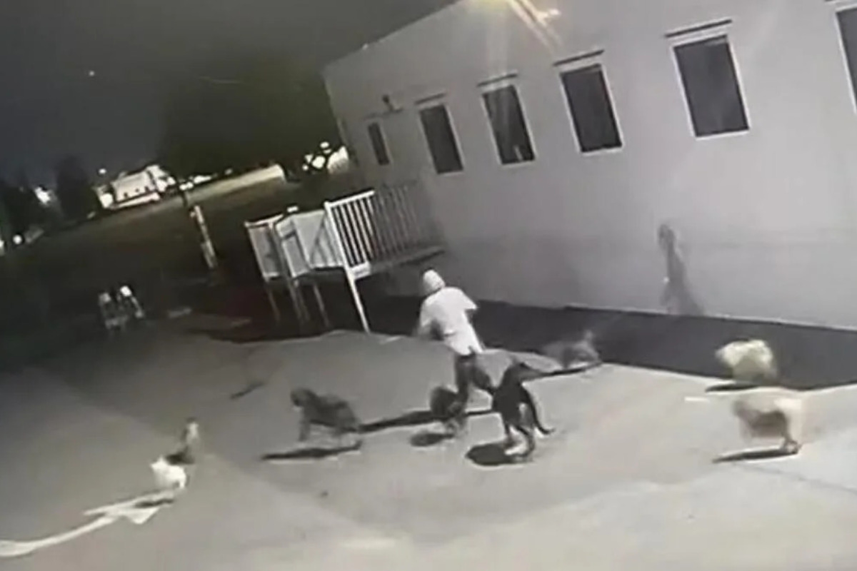 San Bernardino Animal Shelter Intruder Frees 25 Dogs; Search Continues