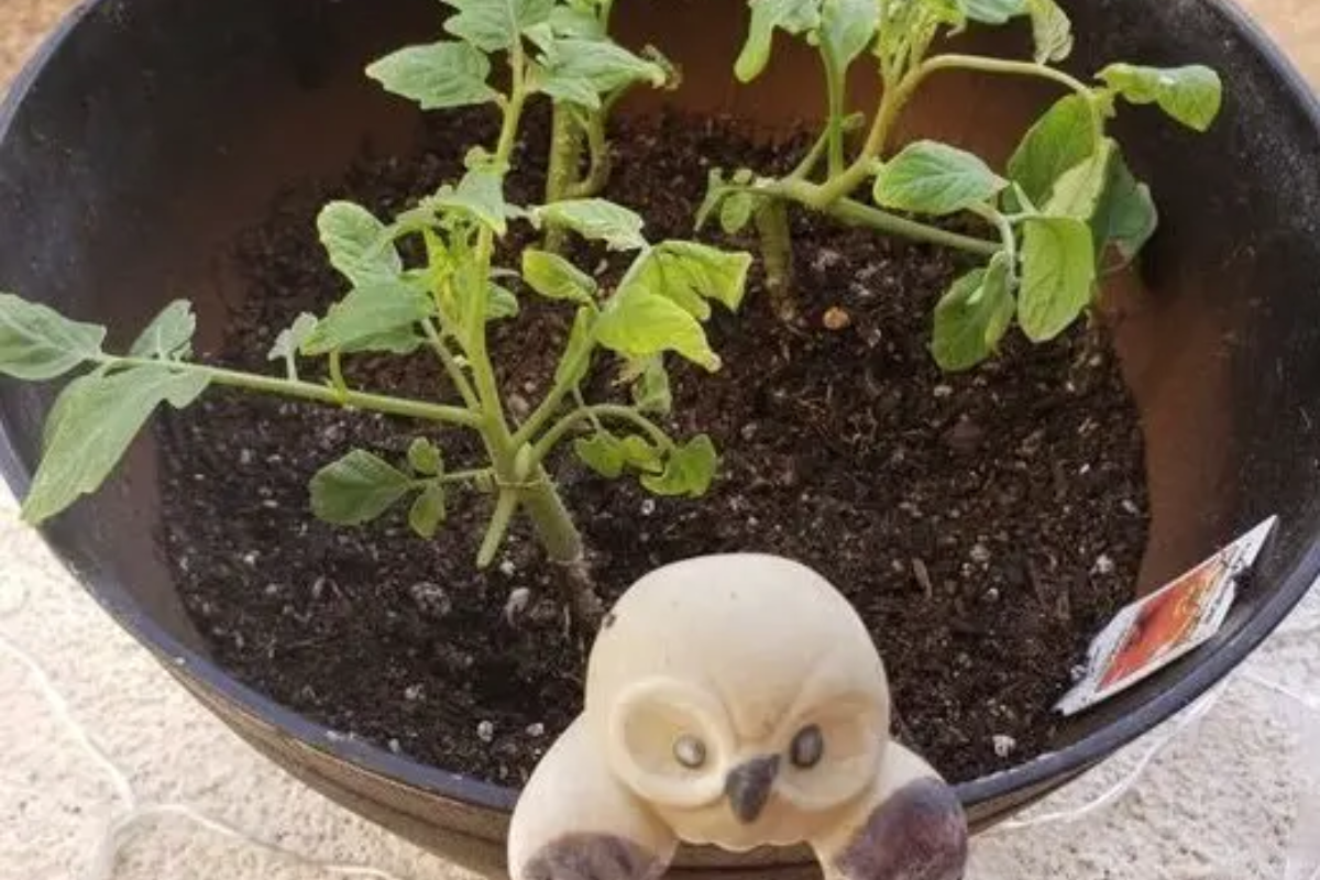 Thomas Branigan Memorial Library Hosts Spring Gardening Workshop in