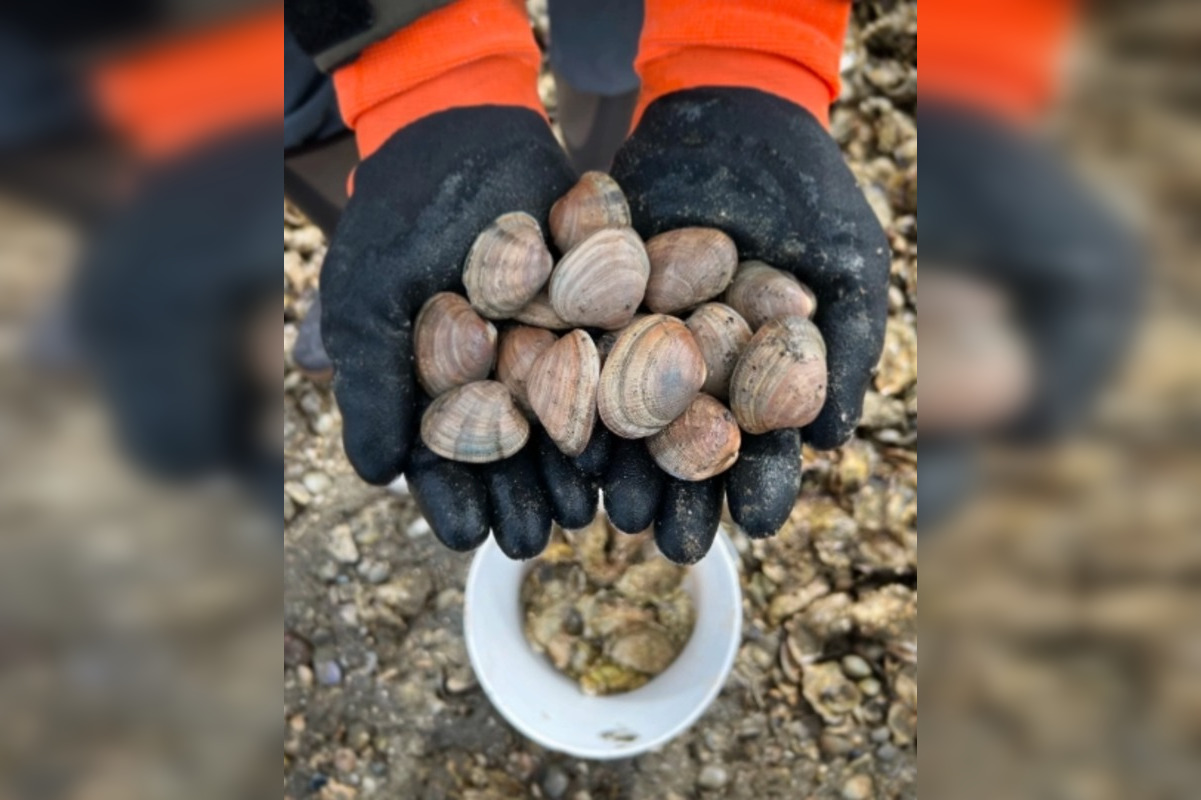 Washington State Opens Clam Oyster and Mussel Seasons as Shellfish