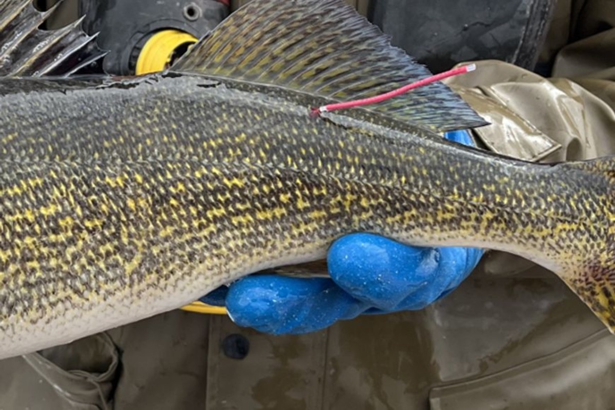 Wisconsin DNR and Walleyes for Tomorrow Tag Thousands of Walleye for