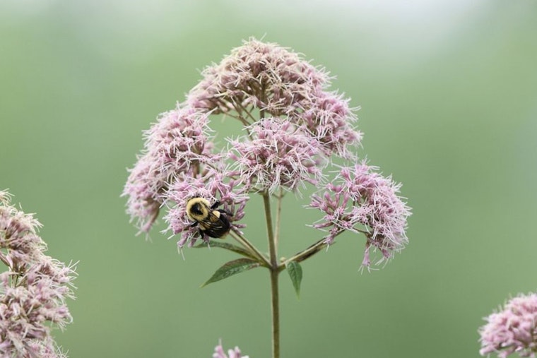 Wisconsin Springs into Action with Native Plant Sales to Boost