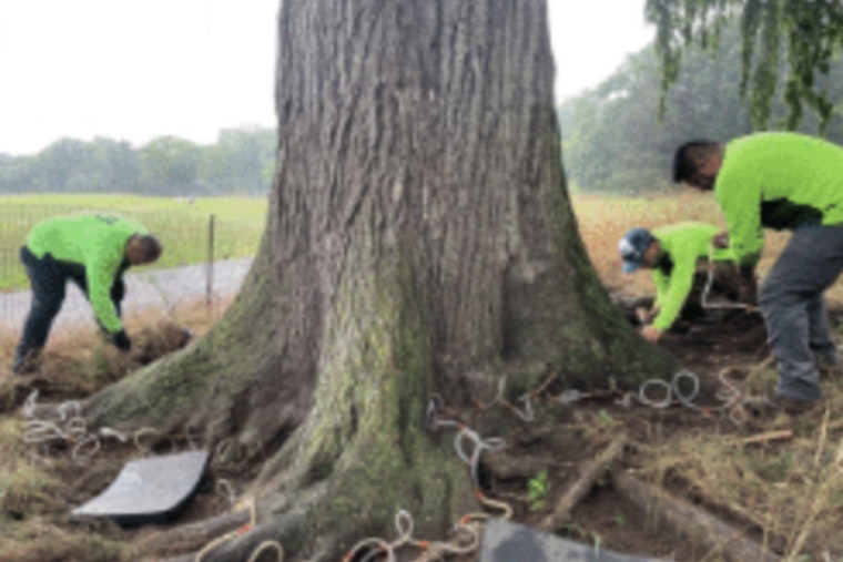 Brooklyn's Prospect Park Alliance Fights to Save Century-Old Elms from