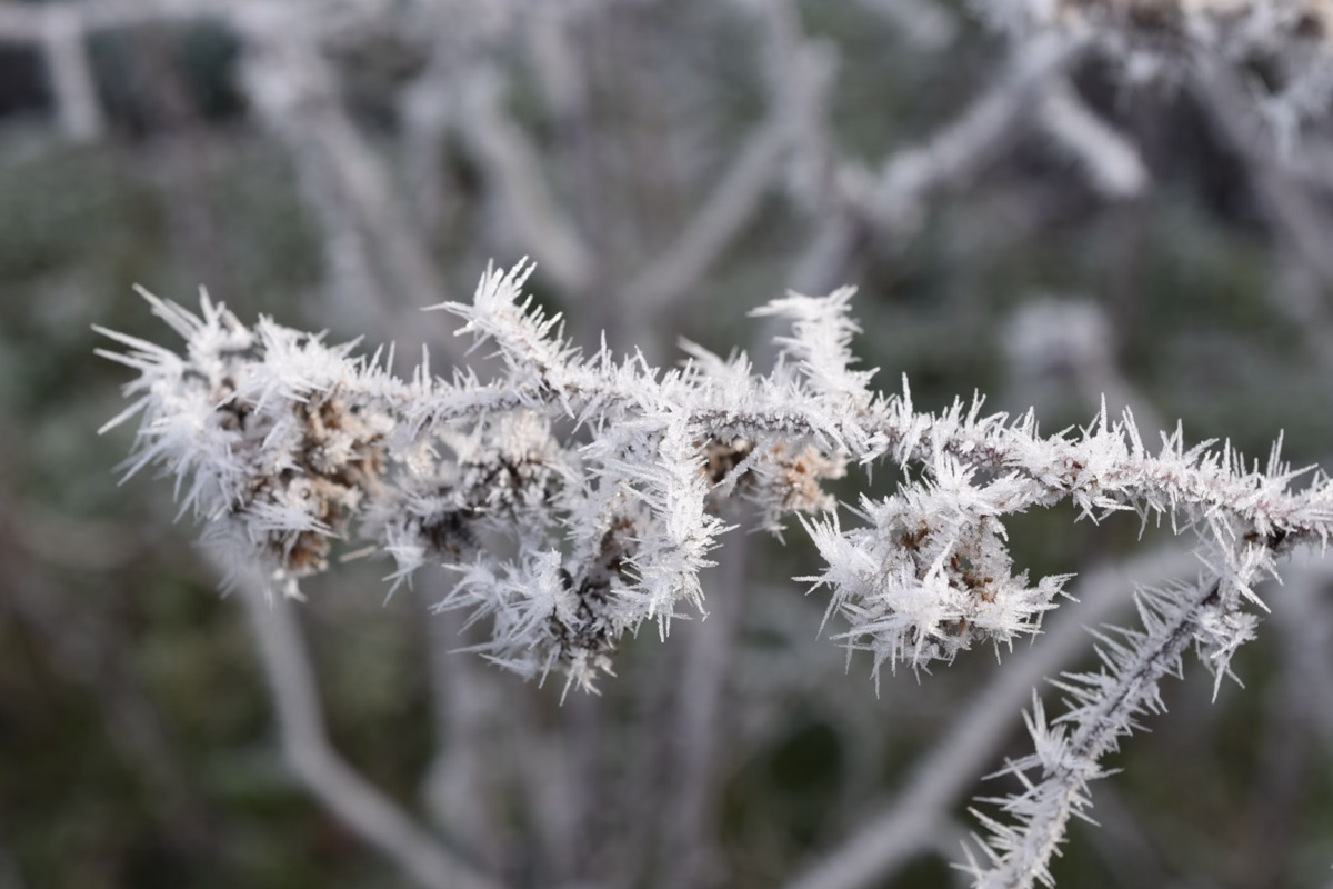 Central Indiana Under Frost Advisory as Severe Storms and Heavy Rain