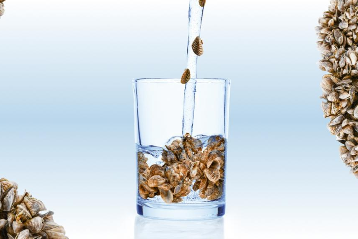 Colorado Ramps Up Invasive Species Battle with New Watercraft Cleaning