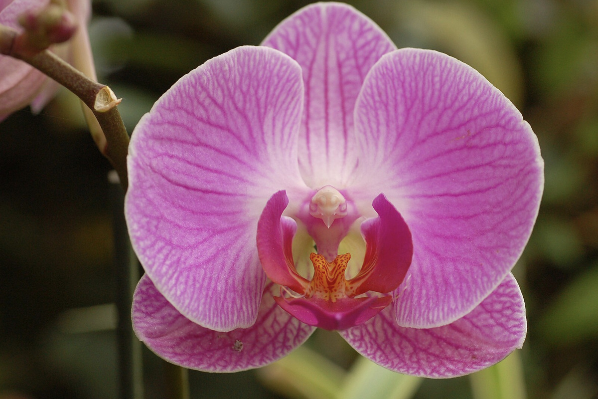 Desert Botanical Garden in Phoenix Unveils 'Orchid Fever,' a Must-See