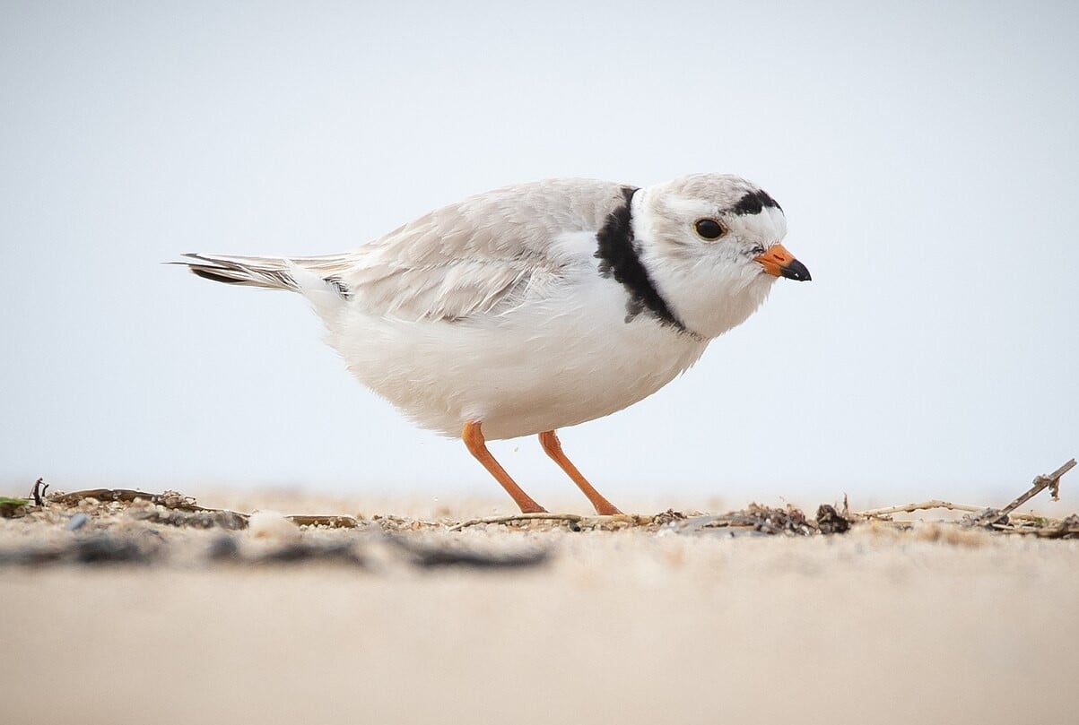 Endangered Piping Plovers Return to Montrose Beach, Sparking