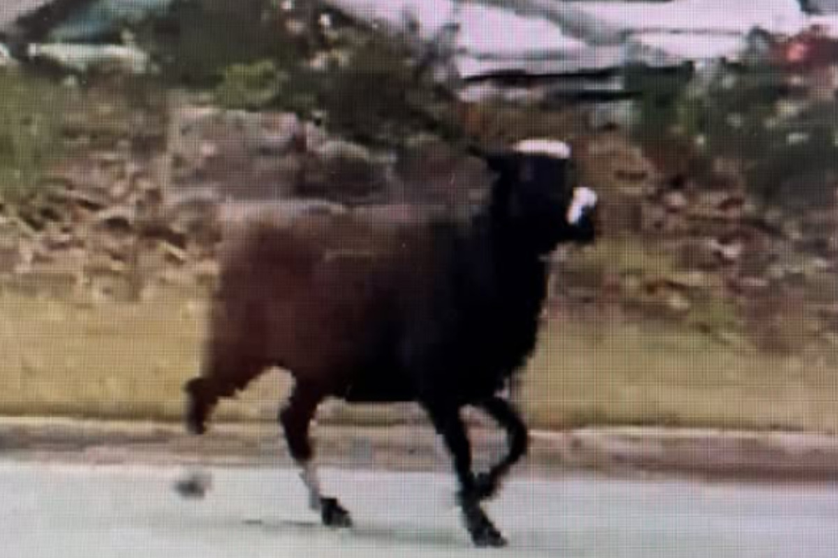 Gwinnett County's "Hooved Houdini" Evades Capture, Duluth Police Urge