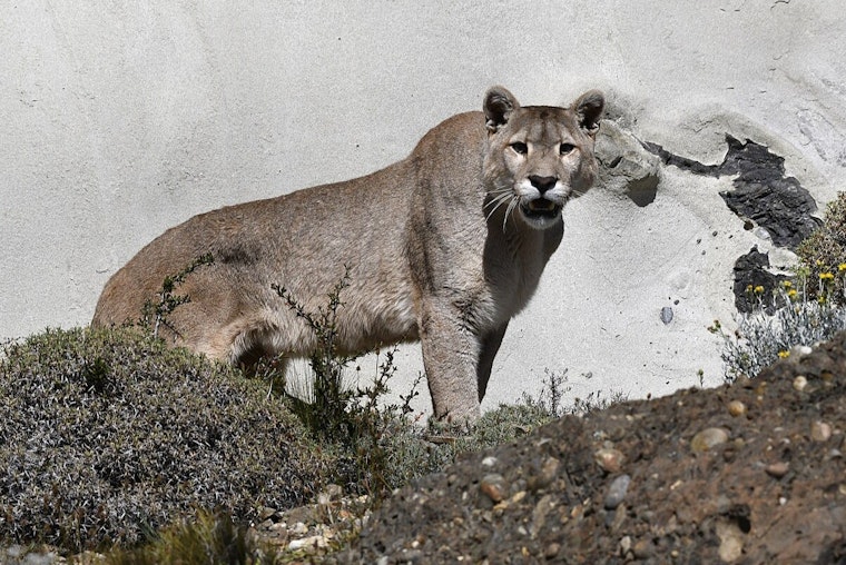 Moorpark Community on High Alert After Mountain Lion Kills Local Dog,