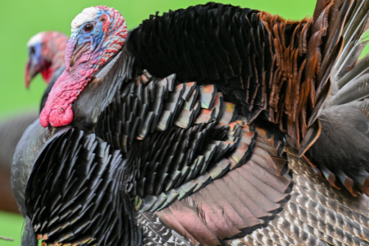 Ohio Hunters Harvest Over 10,000 Wild Turkeys as Spring Season Thrives