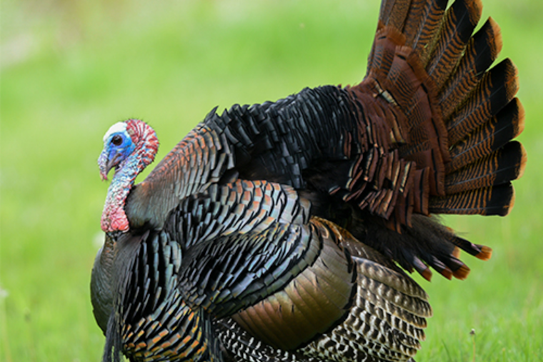 Ohio Hunters Harvest Over 4,200 Wild Turkeys Opening Weekend; Youth