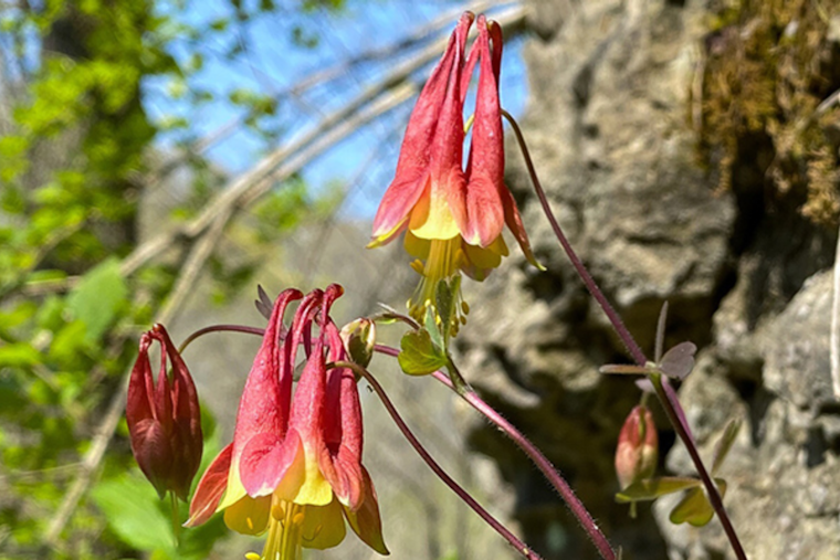Ohio's Spring Wildflower Season Offers a Burst of Colors According to