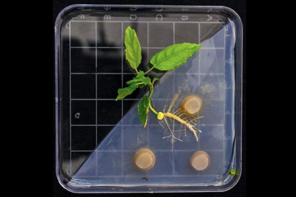 ORNL Researchers Explore Microbial Symbiosis in Poplars to Advance