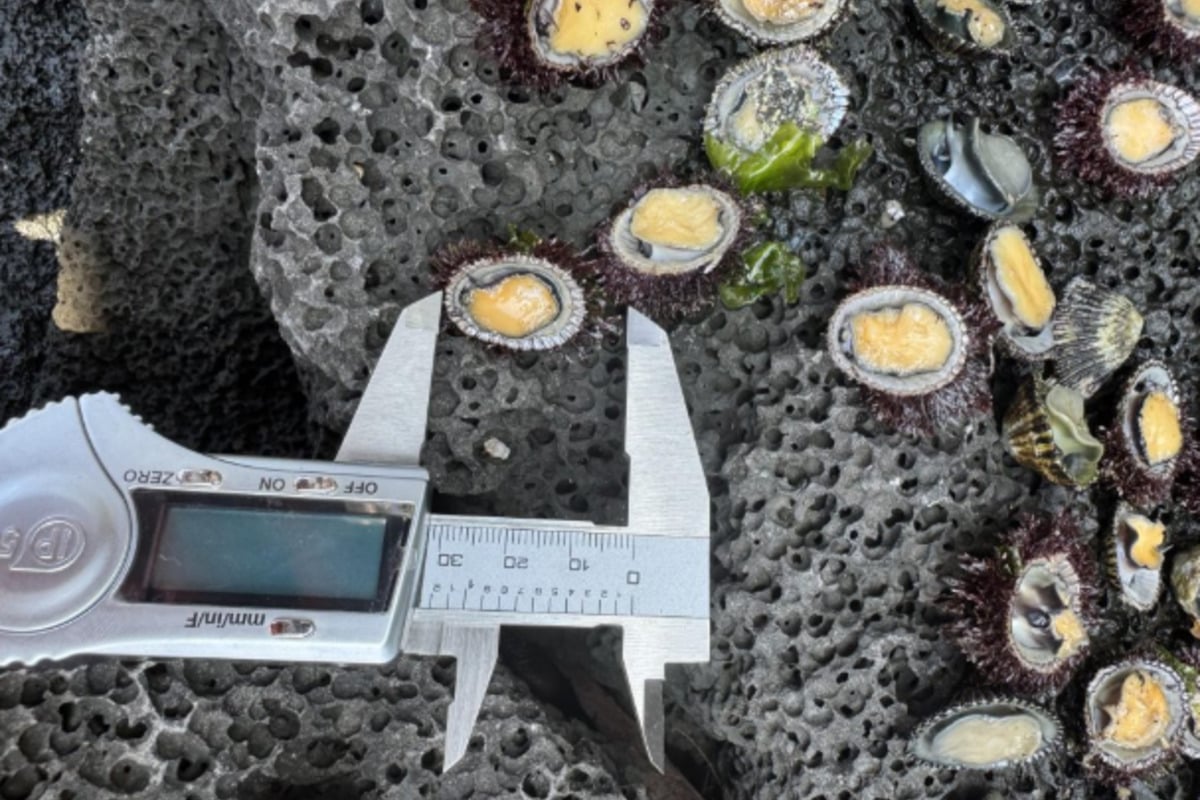 Pāhoa Couple and Kailua-Kona Man Cited for Harvesting Undersized
