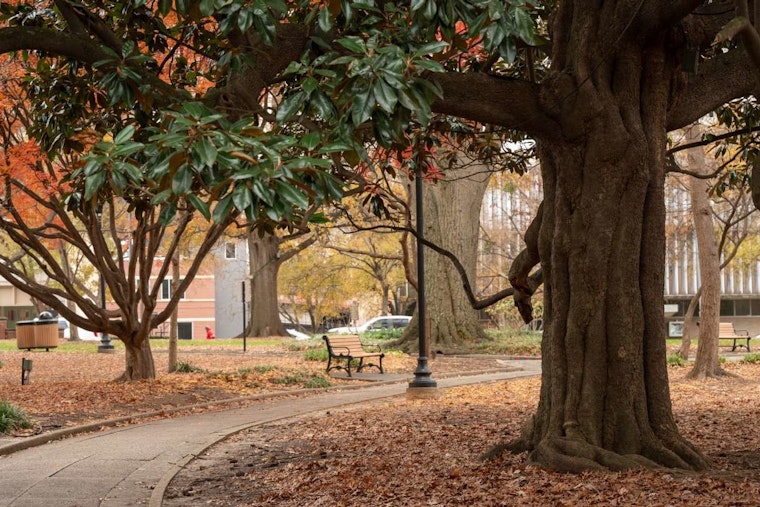 Raleigh's Urban Forestry Discussed at Talkin' Trees Panel Featuring