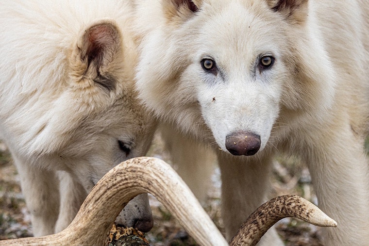 Scientists Bring 'Extinct' Dire Wolf Back from the Dead; Colossal