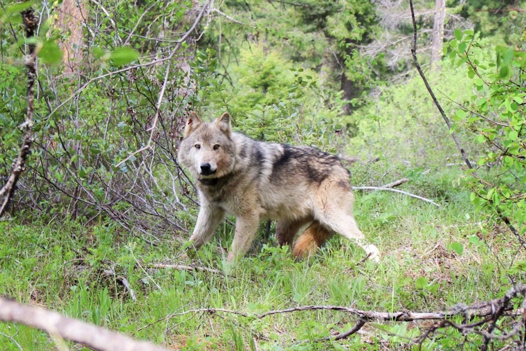 Washington Reports More Gray Wolf Packs Despite Lower Overall Numbers,