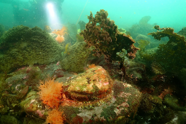 WDFW Seeks Public Input on Endangered Status of Pinto Abalone in