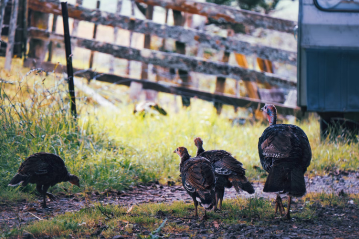 Wisconsin DNR Invites Under-16s for Early Bird Turkey Hunt April 12-13