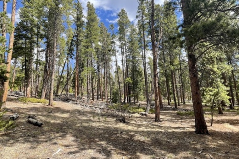 Boulder County Launches Community-Driven Wildfire Mitigation Project