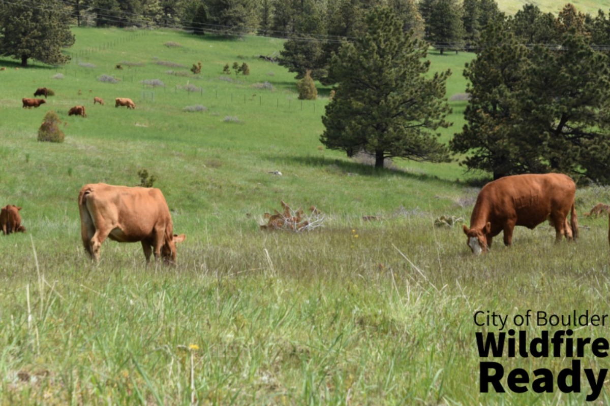 Boulder Expands Cattle Grazing Initiative to Reduce Wildfire Risks
