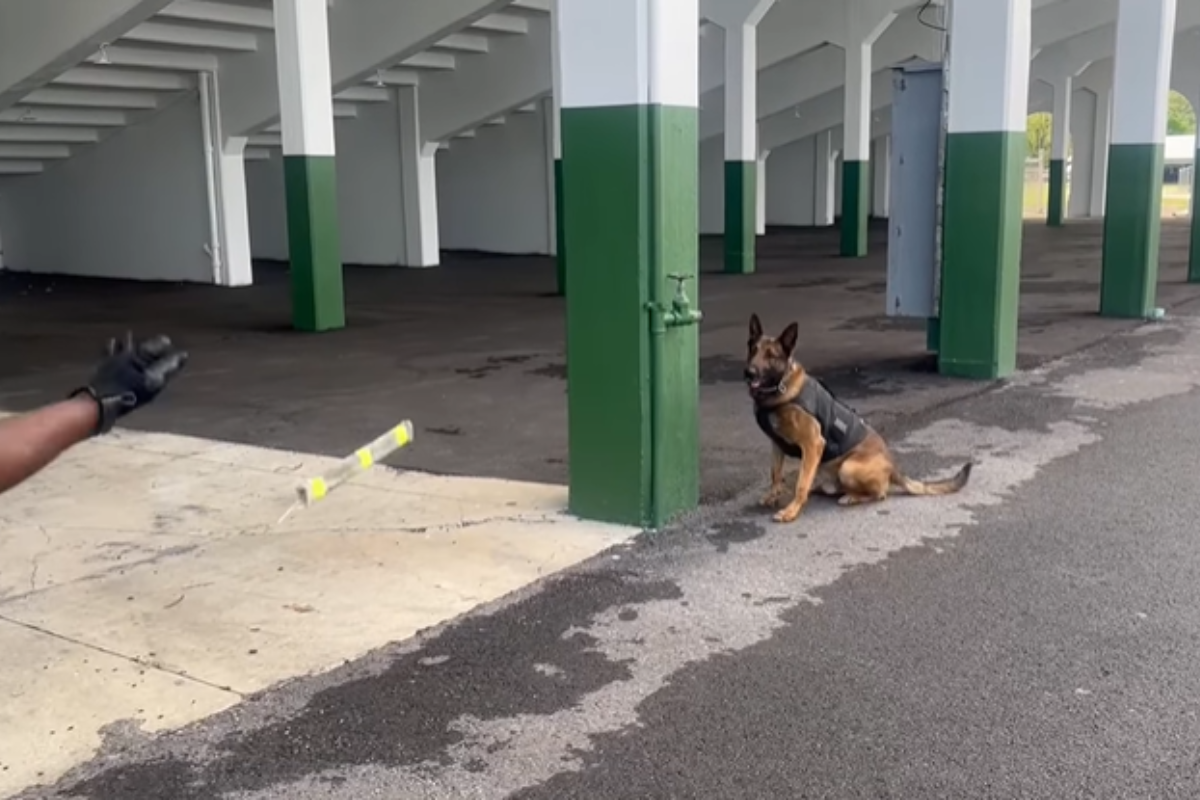 VIDEO: Butler County Sheriff's K-9 Radd Shines in Narcotics Detection