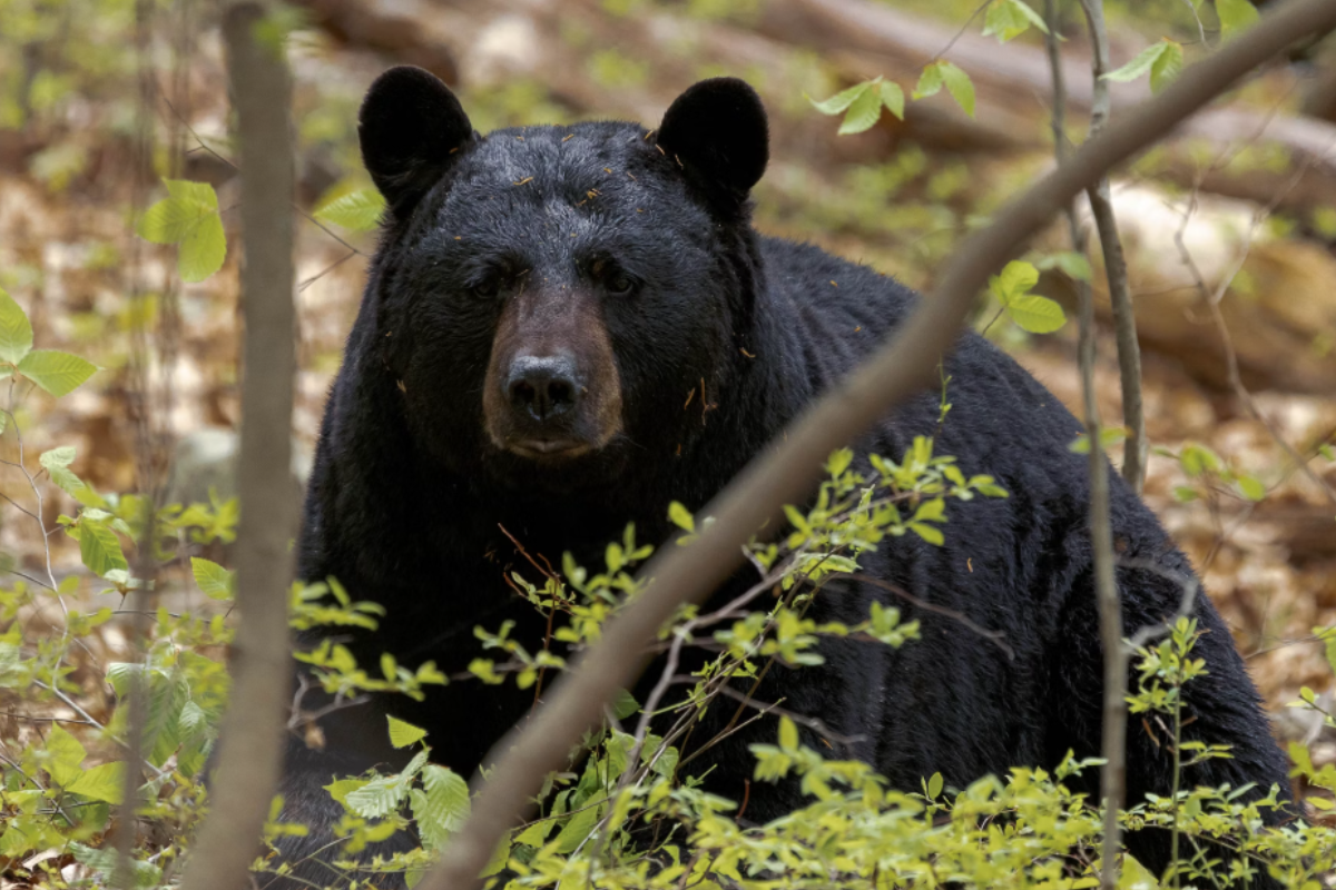Elderly Man and Dog Killed in Rare Fatal Bear Attack in Collier