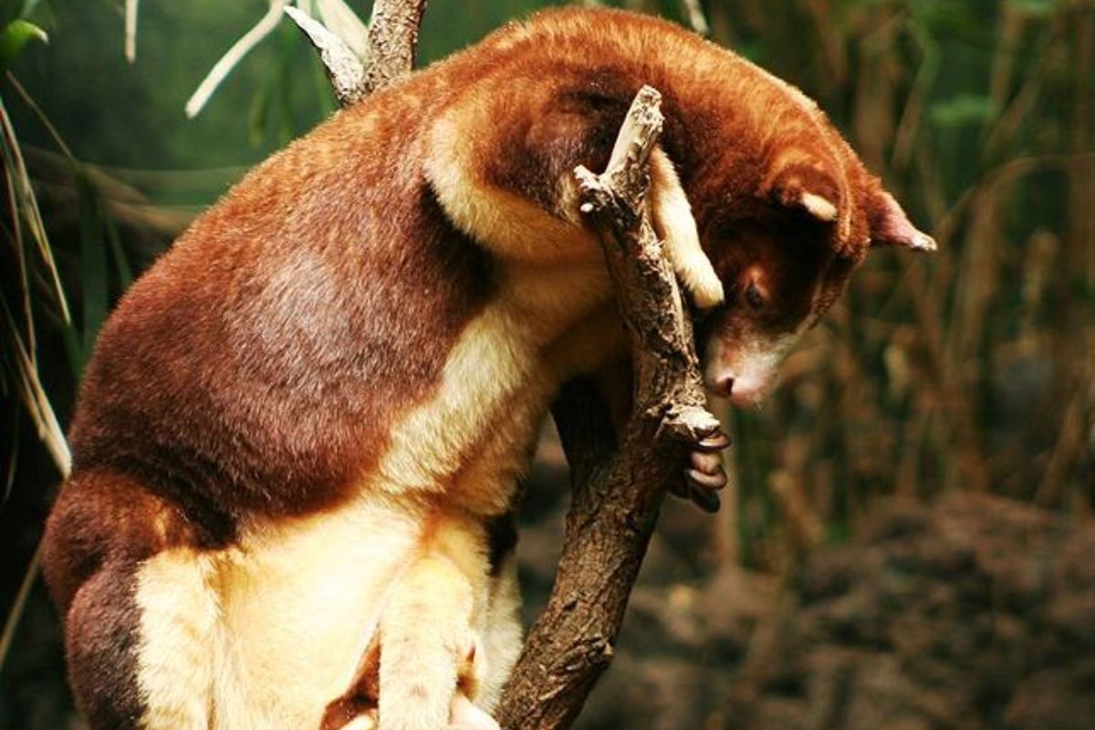 Endangered Matschie's Tree Kangaroo Joey Born at Cleveland Metroparks