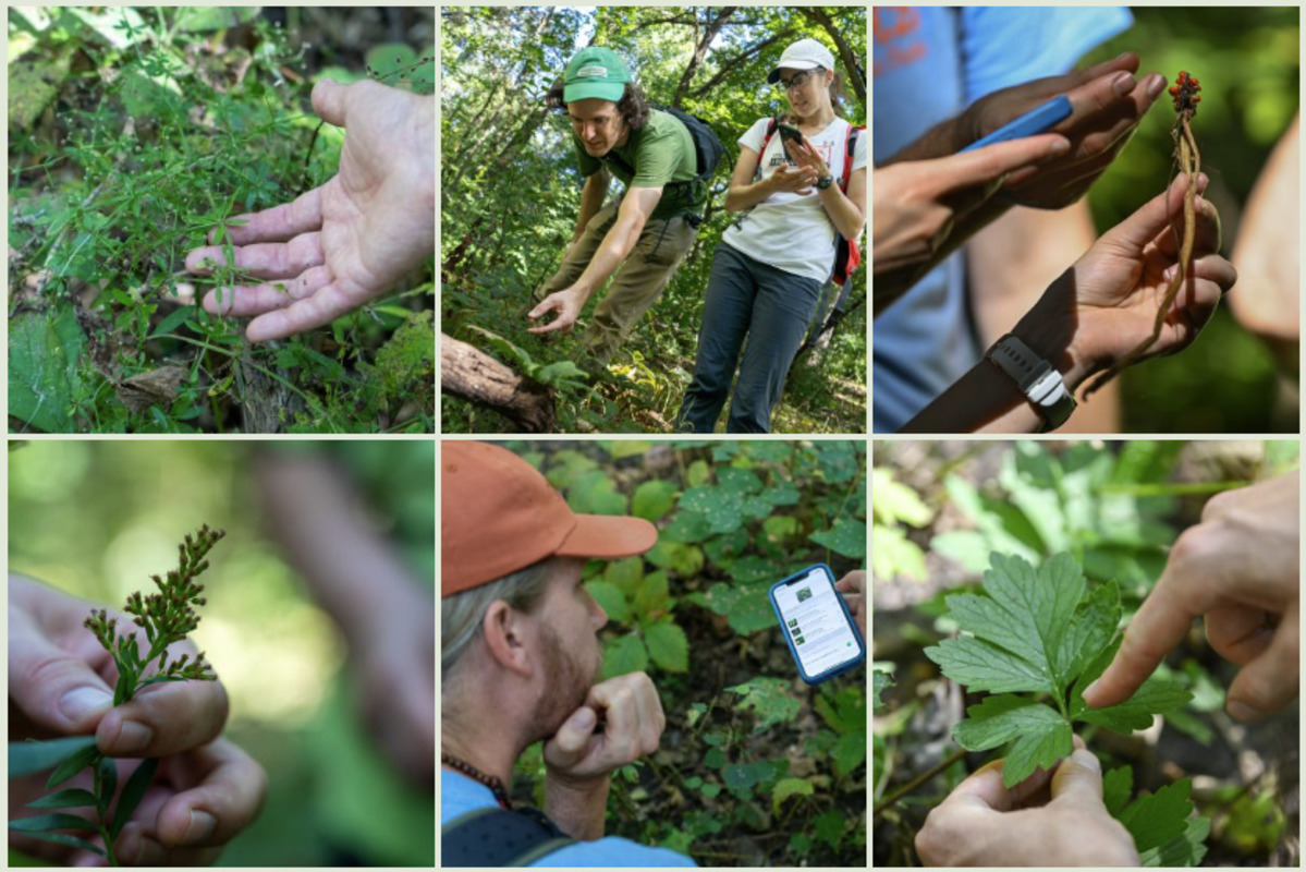 Explore Nature's Wonders at Minneapolis BioBlitz Event: Citizen
