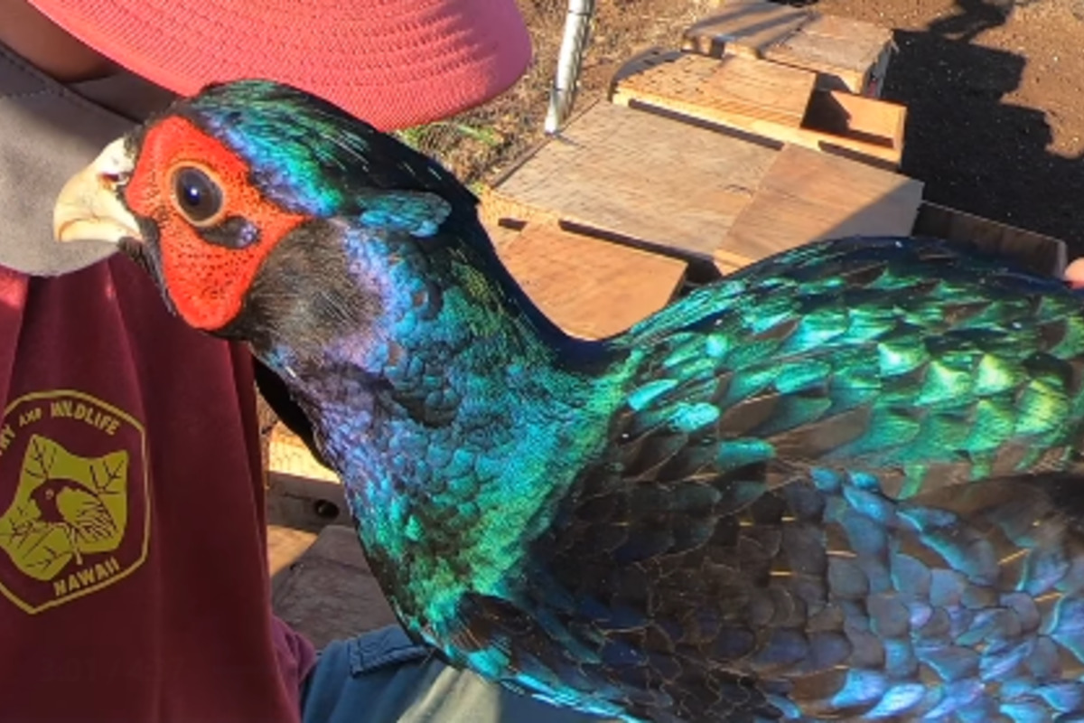 Hawai'i's DLNR Announces Availability of Hunting Licenses and Stamps