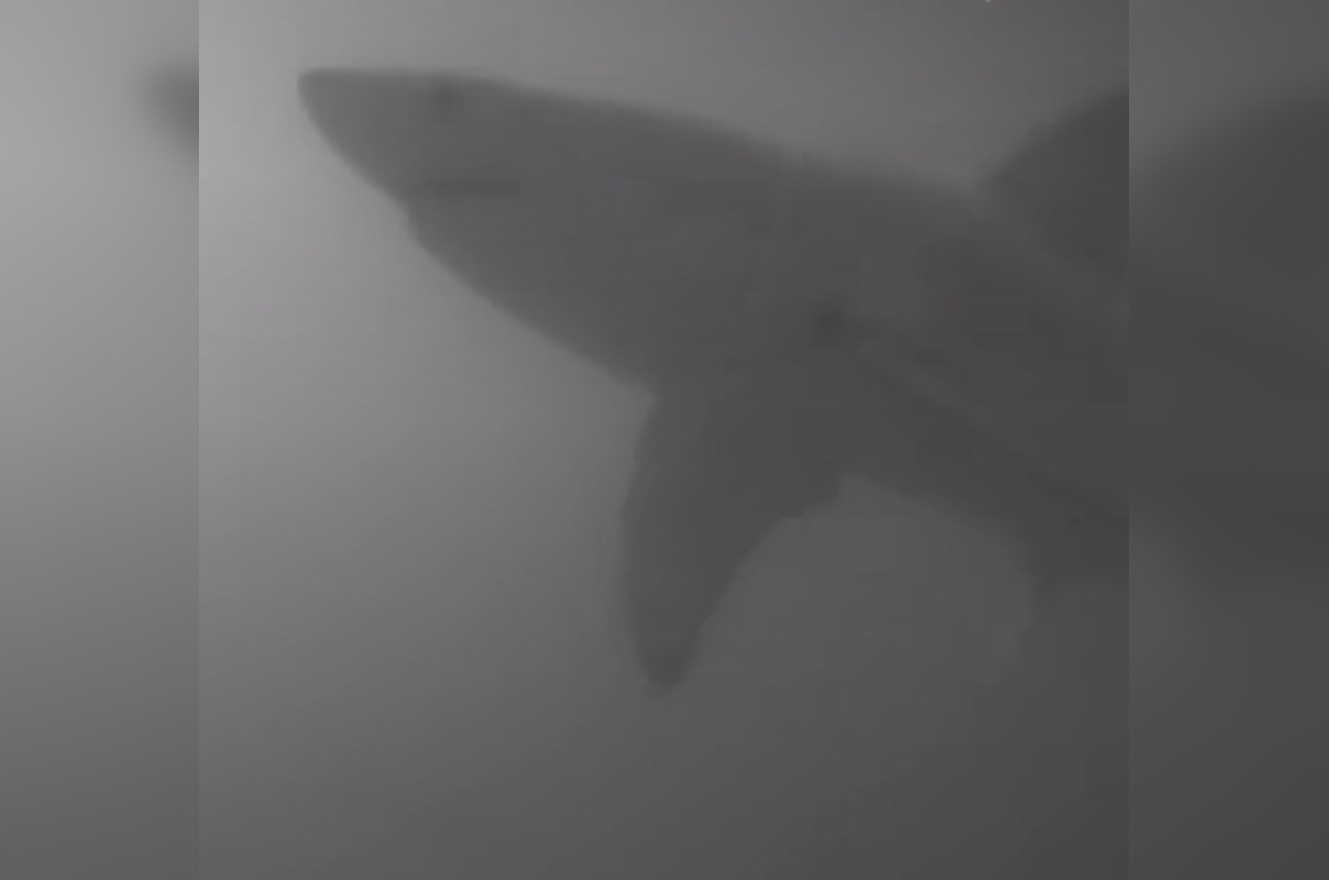 Juvenile Great White Shark Spotted Swimming Off Pinellas County Coast