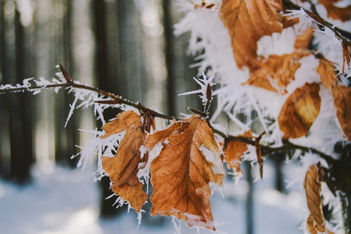 Milwaukee's NWS Issues Frost Advisory for Southern Wisconsin, Mild