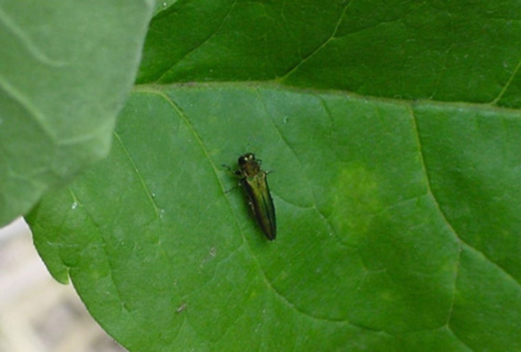 Minnesota's Battle Against Emerald Ash Borer Intensifies During