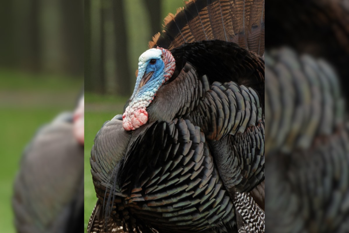 Ohio Hunters Surpass Previous Years’ Wild Turkey Harvest Numbers, ODNR