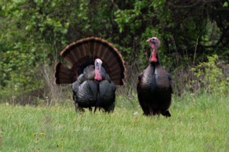 Ohio Hunters Surpass Previous Years' Wild Turkey Harvests, with Monroe