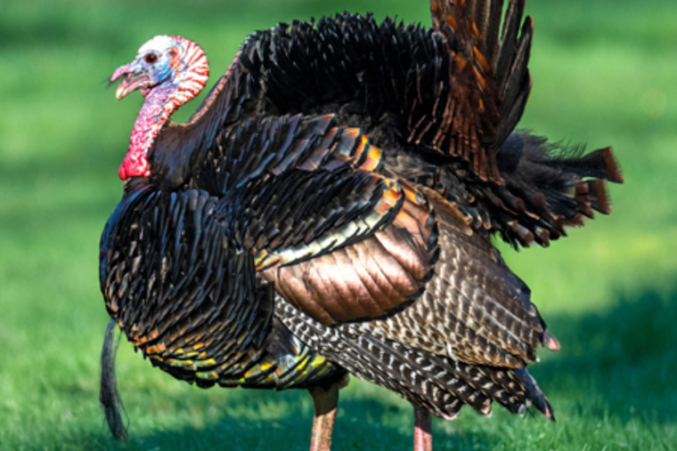Ohio Hunters Surpass Three-Year Average with Over 12,000 Wild Turkeys