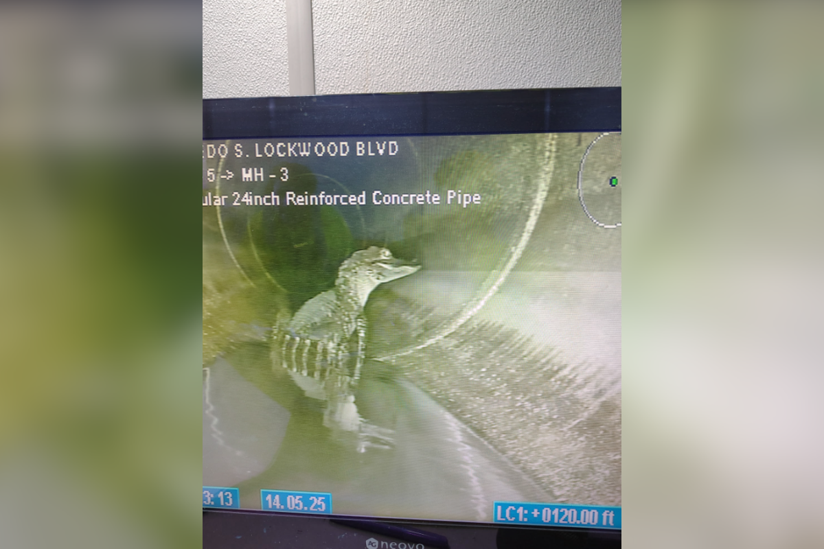 Oviedo's Underground Surprise: Camera Captures Alligator Calmly