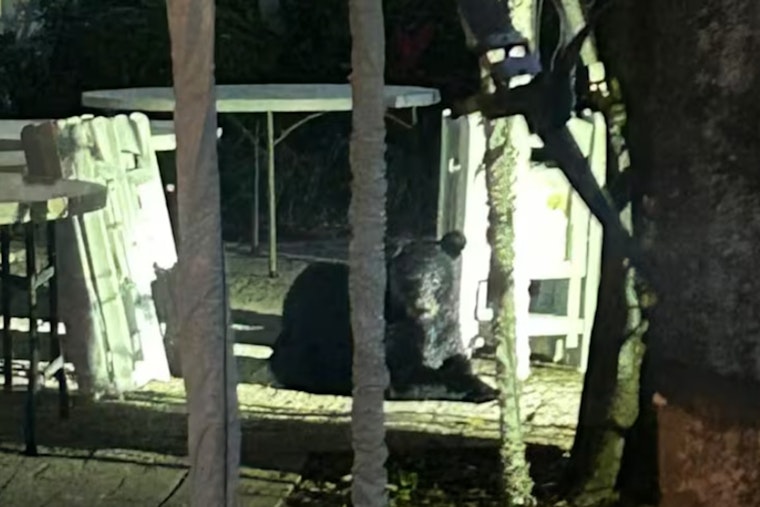 St. Augustine Residents Urged to Exercise Caution Following Black Bear