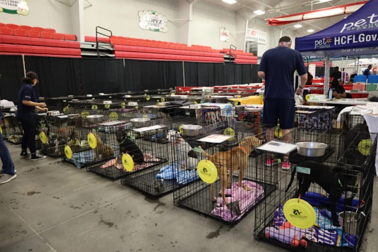 Tampa Bay Area Gears Up for 3rd Annual Mega Dog Adoption Event at