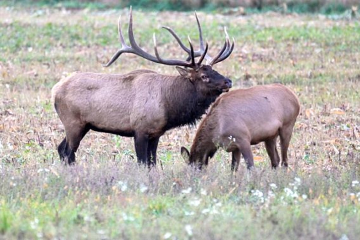 Wisconsin DNR Announces May 31 Deadline for 2025 Elk Hunting Season