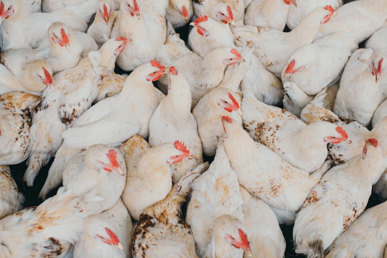 Arizona Egg Titan Hickman's Loses 95% of Chickens to Bird Flu Scourge
