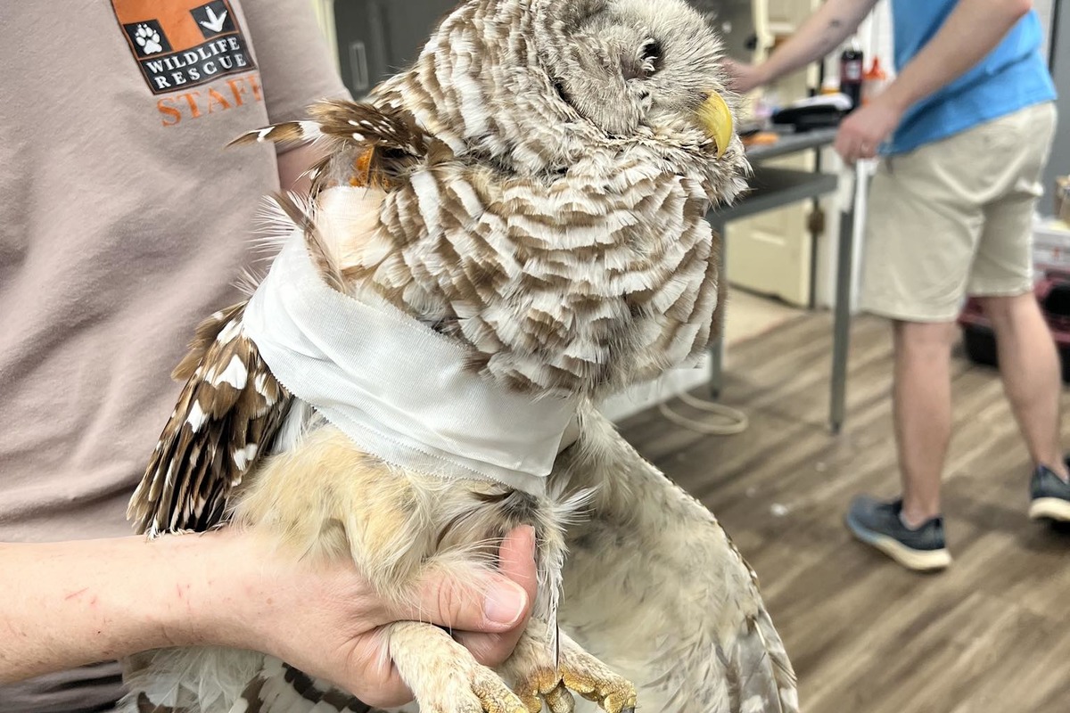 Austin Wildlife Rescue Cares for Record 160 Animals in One Day