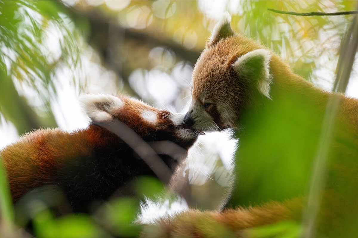 Binder Park Zoo in Battle Creek Celebrates the Arrival of a Red Panda