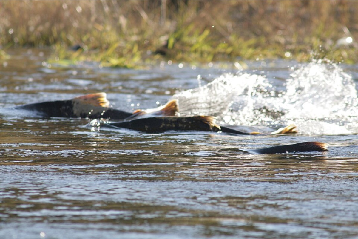 Cascade River Opens for Daily Hatchery Spring Chinook Salmon Fishing