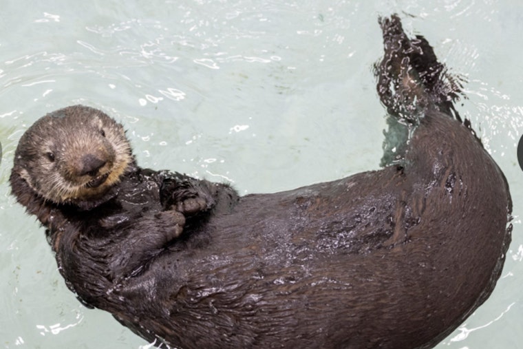 Chicago Welcomes New Resident Otter Named Jade at Shedd Aquarium