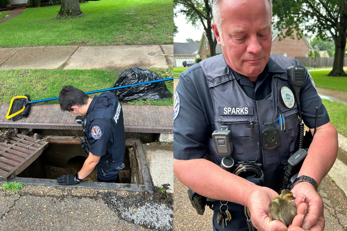 Collierville Police Officers Rescue Ducklings from Storm Drain,